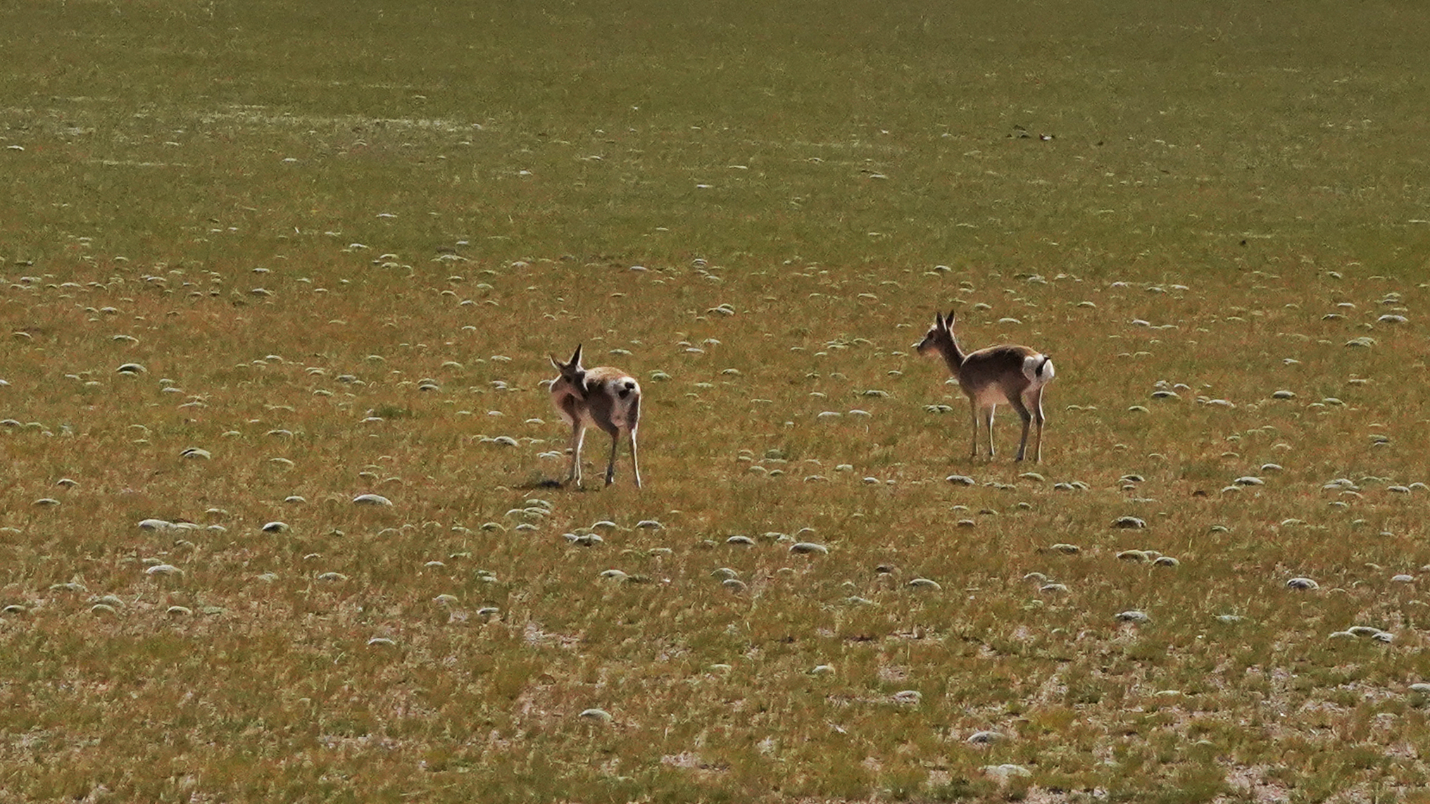 Into Tibet 2020: Encountering Precious and Rare Animals in Naqu