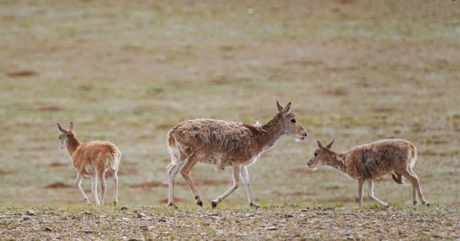 Into Tibet 2020: Encountering Precious and Rare Animals in Naqu
