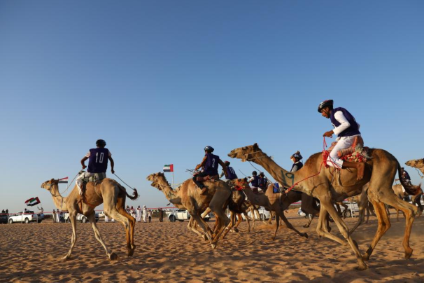 Camel race in El Alamein City, Egypt