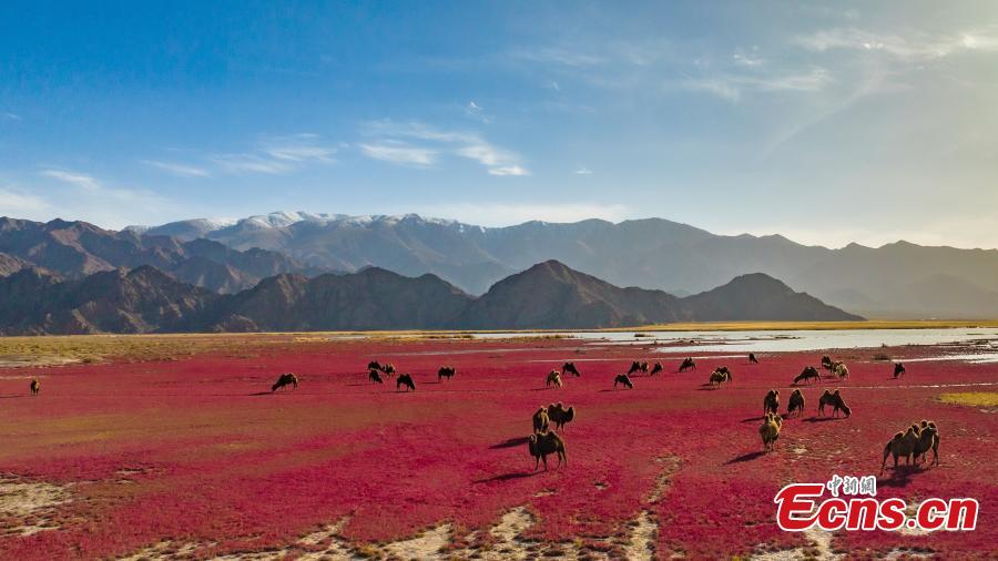 Red alkaline grass colors NW China wetland