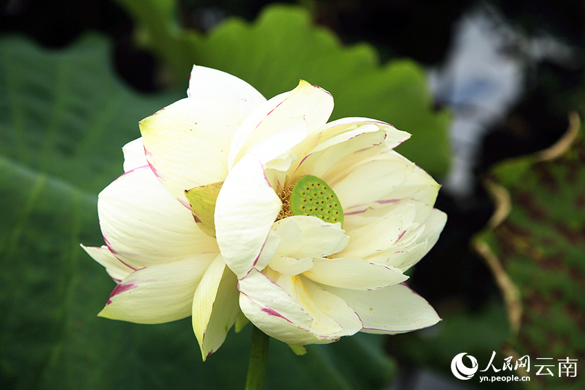 Twin lotus flower of rare variety seen in SW China's Yunnan