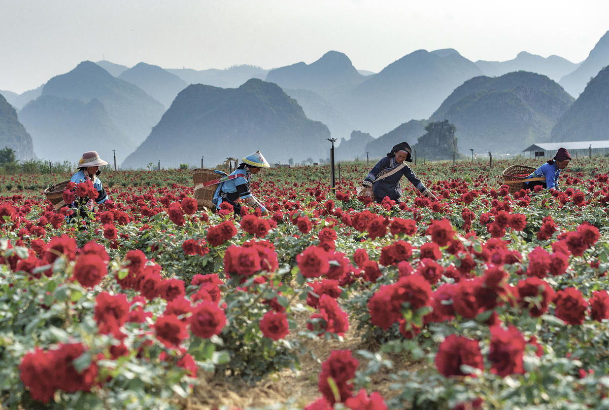 Flower farmers harvest roses in SW China's Yunnan