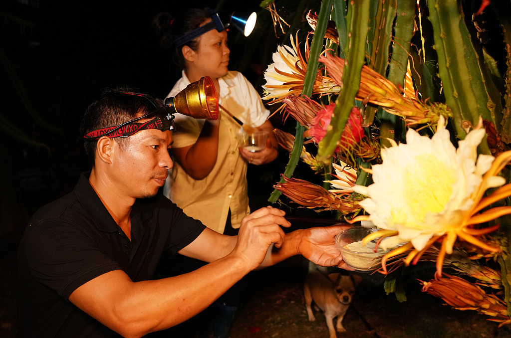 How do Chinese farmers hand-pollinate pitaya flowers?