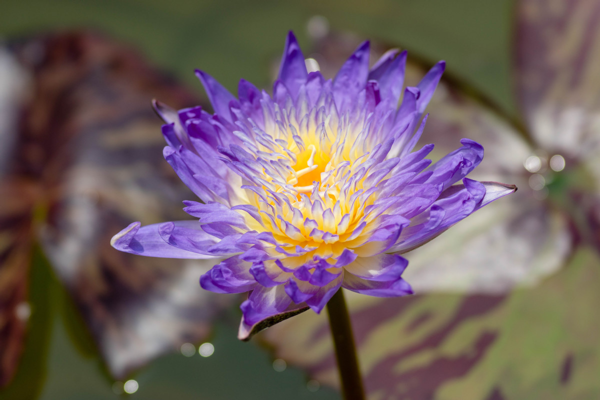 Water lily extravaganza kicks off in Shanghai