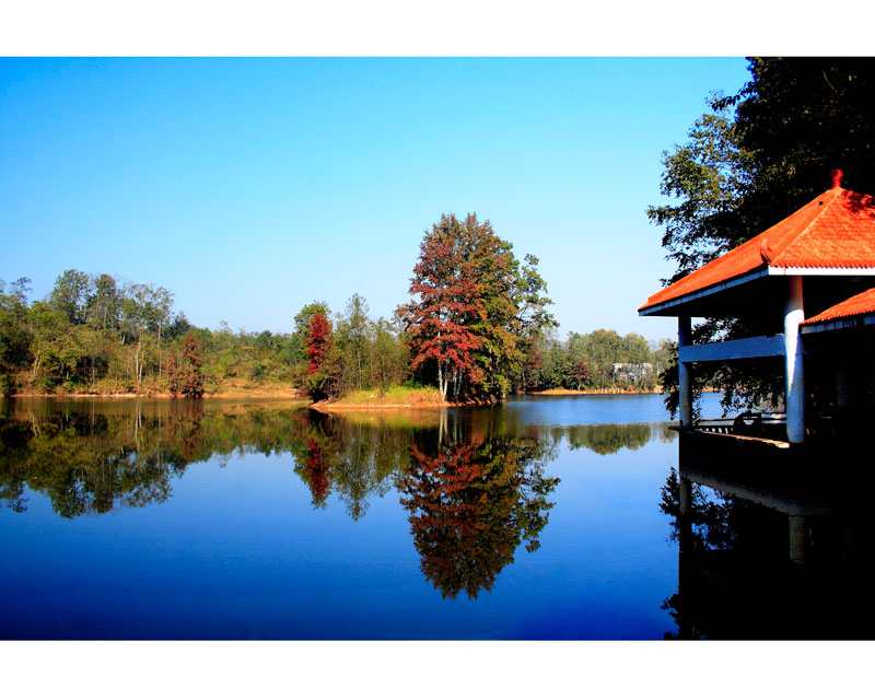 Red maple blooms in SW China's Guizhou