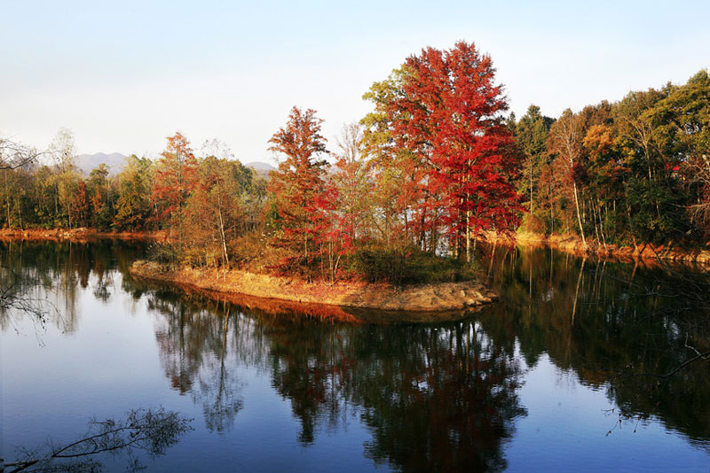 Red maple blooms in SW China's Guizhou