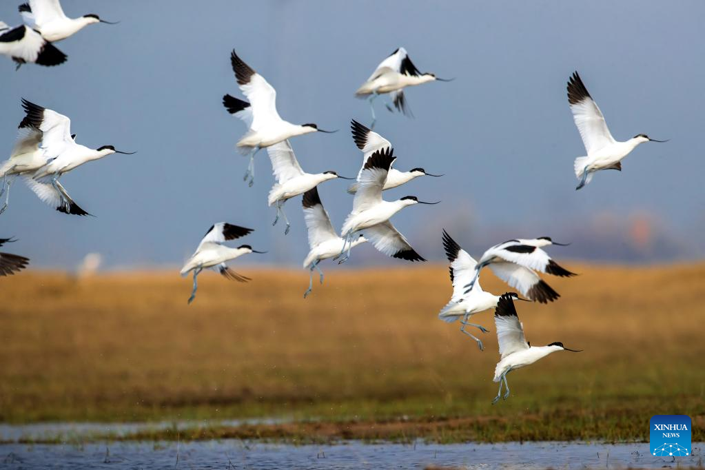Birds seen in winter across China