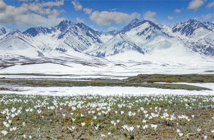 Crocus alatavicus blooms in Nalati grasslands in NW China's Xinjiang
