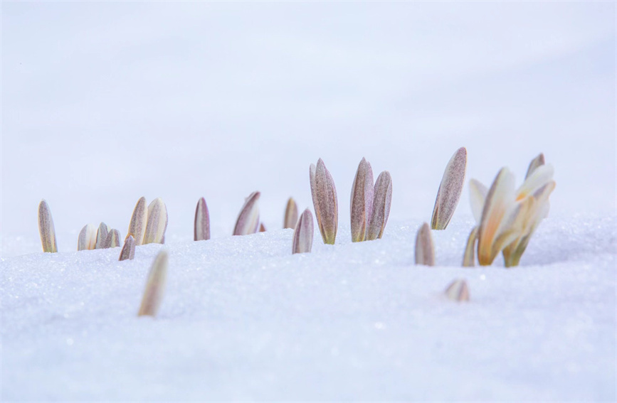 Crocus alatavicus blooms in Nalati grasslands in NW China's Xinjiang