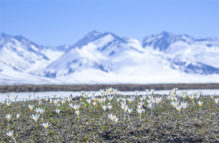Crocus alatavicus blooms in Nalati grasslands in NW China's Xinjiang
