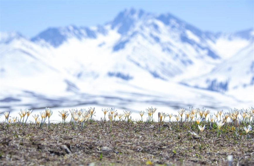 Crocus alatavicus blooms in Nalati grasslands in NW China's Xinjiang
