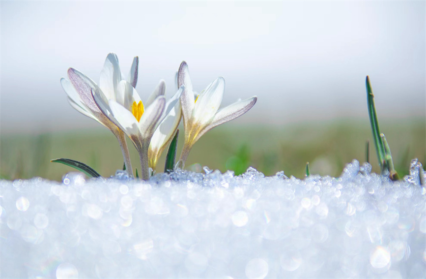 Crocus alatavicus blooms in Nalati grasslands in NW China's Xinjiang