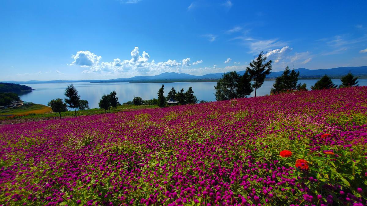Sea of flowers bursts into bloom in Jilin province