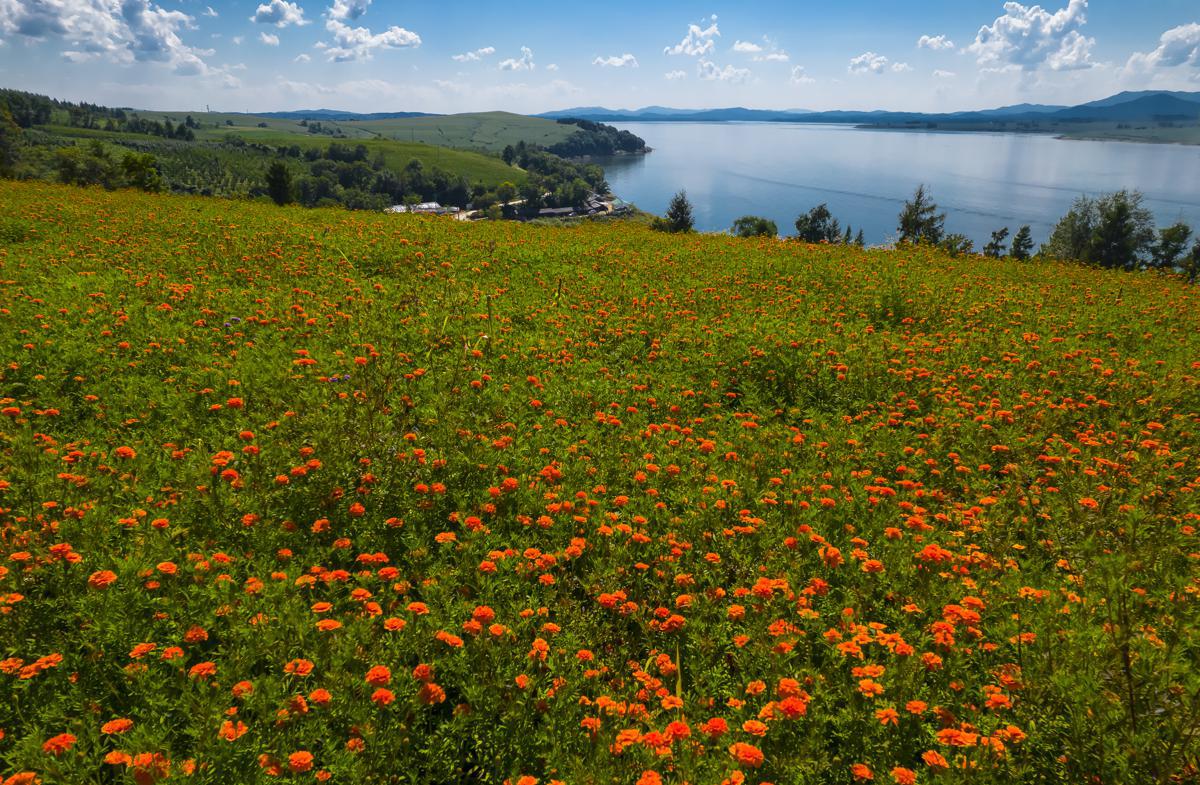Sea of flowers bursts into bloom in Jilin province