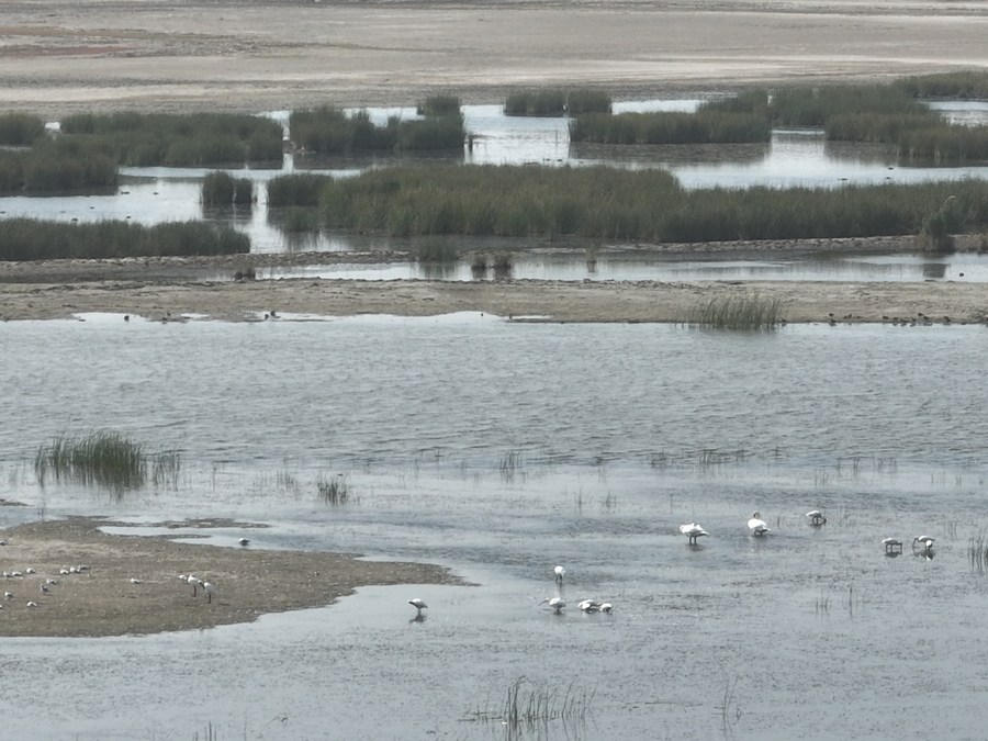 Ulan Suhai Lake, a paradise for mute swans