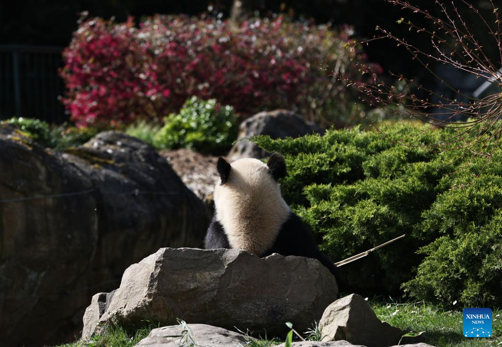 Giant pandas seen at Beauval Zoo in Saint-Aignan, France
