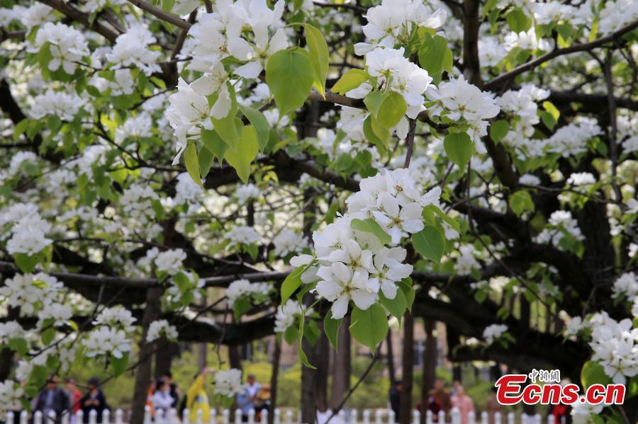 138-year-old pear tree in full blossom in NE China