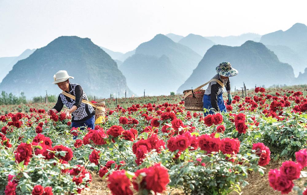 Flower farmers harvest roses in SW China's Yunnan