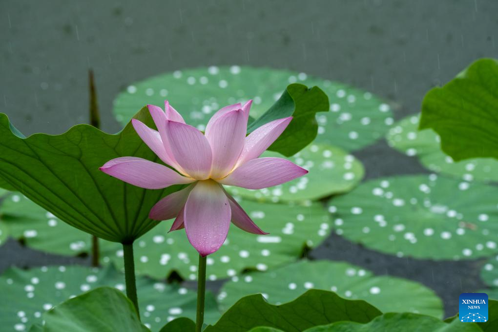 Lotus flowers across China