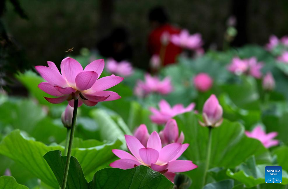 Lotus flowers across China