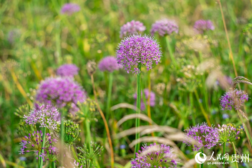 Wild leek flowers blossom in SW China's Guizhou